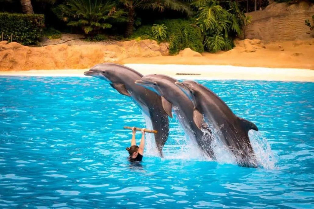 Los 9 Shows del Loro Parque (y horarios) en Tenerife - Tenerife Pass