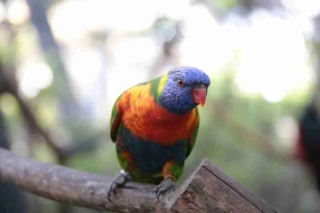 The 9 Loro Parque Shows (and schedules) in Tenerife - Tenerife Pass