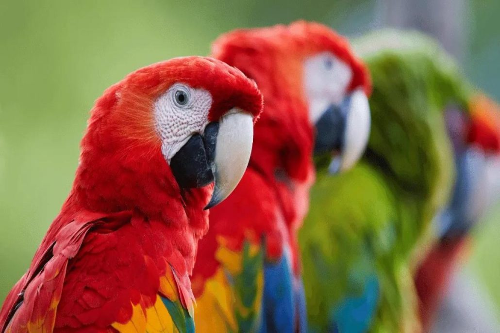 Los 9 Shows del Loro Parque (y horarios) en Tenerife - Tenerife Pass